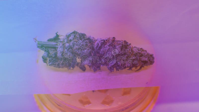 Modern Marijuana Strains in 2020. Healing Medical Strains of Weed Stock ...