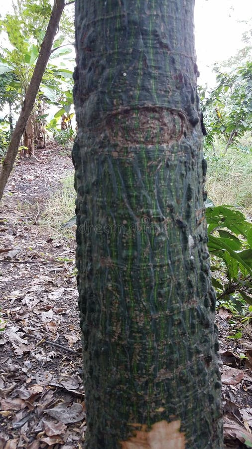 Healing Tree Bark Nature Green Stock Photo - Image of trunk, rock ...