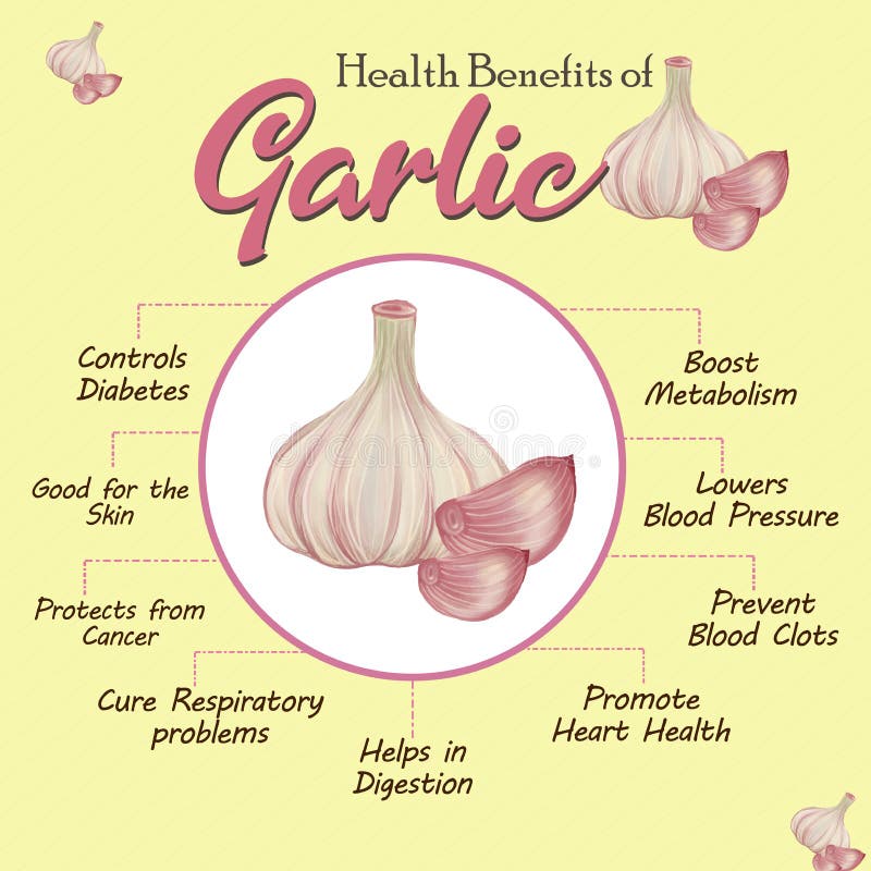 Health Benefits of Garlic. Healthy Heart. Garlic Illustration Stock ...