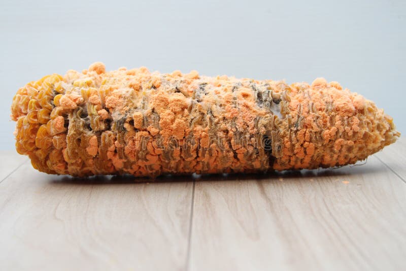 Spoiled corn cobs stock image. Image of agriculture - 131821561