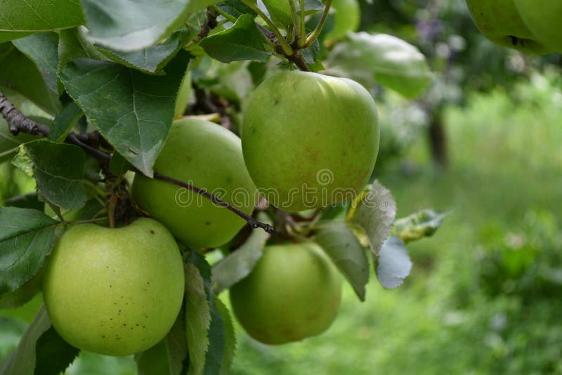 Healthy Apples Grow on a Tree Branch Stock Photo - Image of juice ...