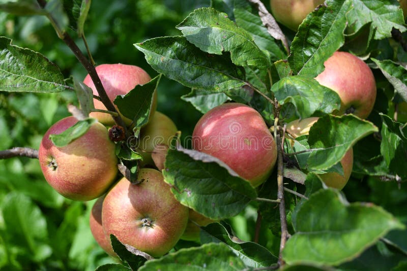 Healthy Apples Grow on a Tree Branch Stock Image - Image of organic ...