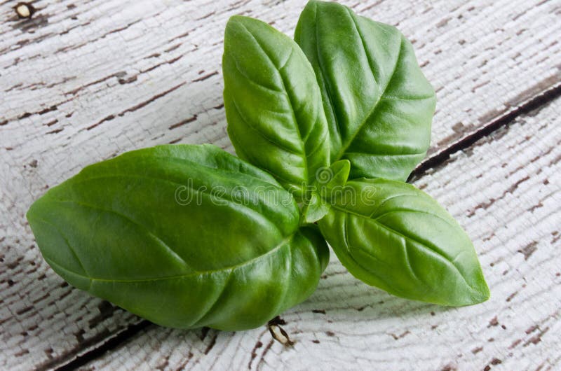 Healthy Basil Leaves on Stem Stock Photo - Image of organic, green ...