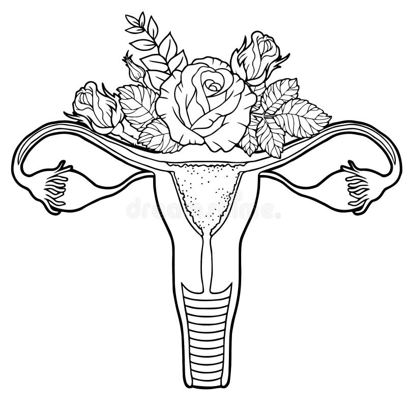 Reproductive System Female Coloring Sheets Anatomy Adult Colouring