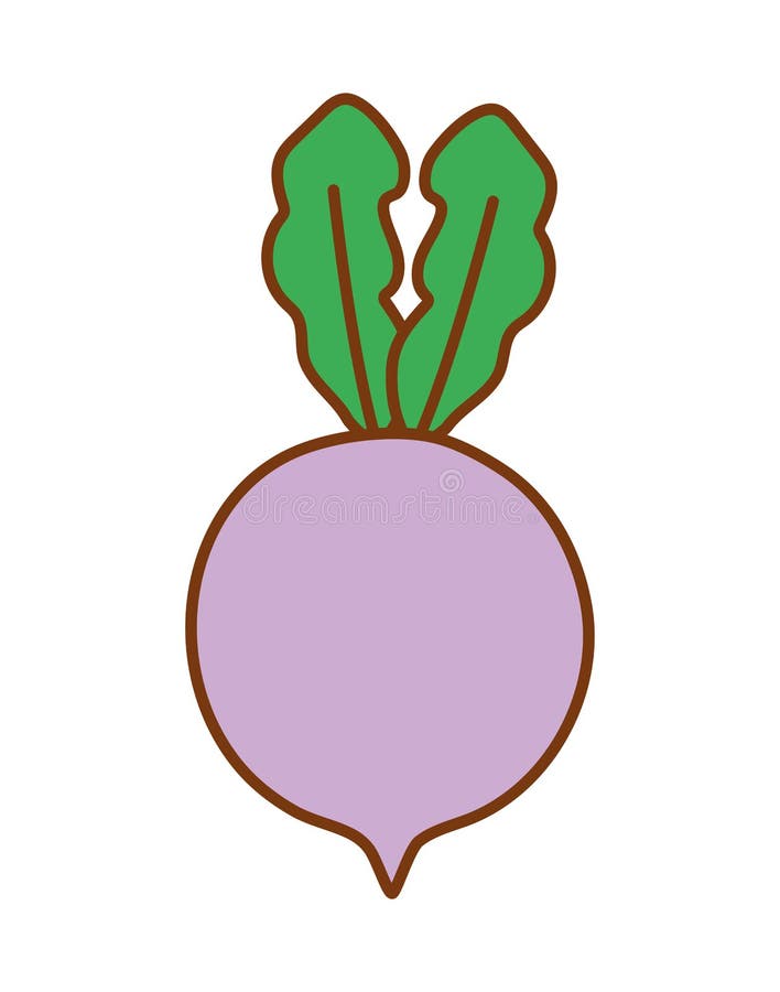 Healthy beetroot design stock vector. Illustration of beetroot - 221067578