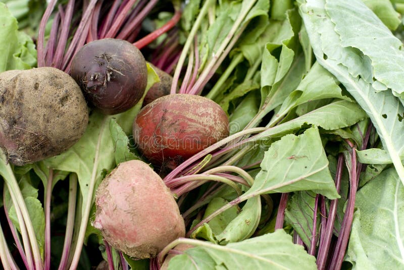 Beets of various colors stock image. Image of beets, hands - 15961817