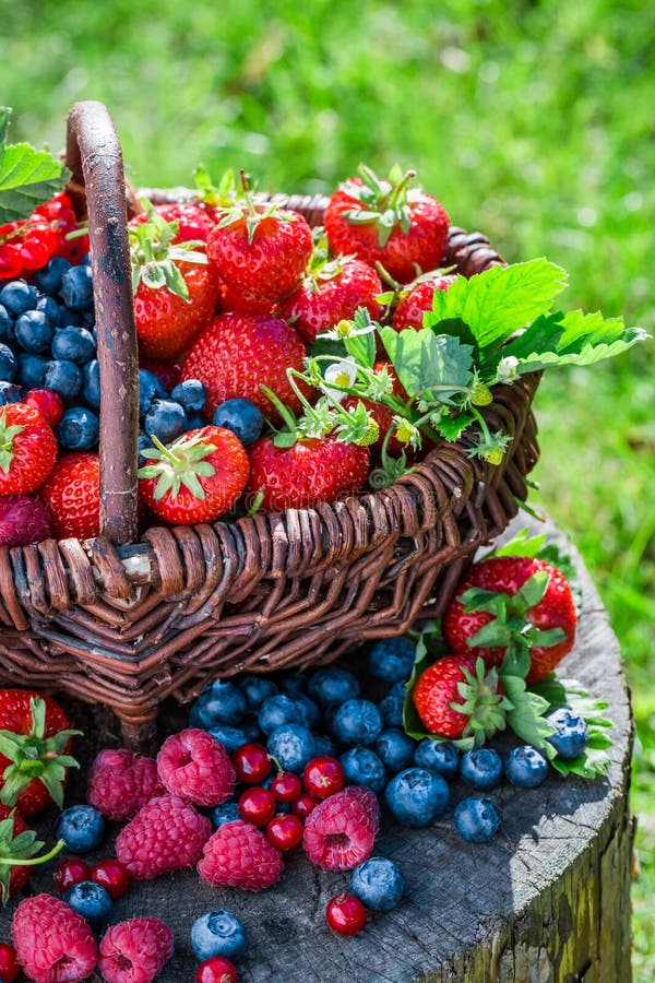 Healthy berries in garden stock image. Image of juicy - 57065409