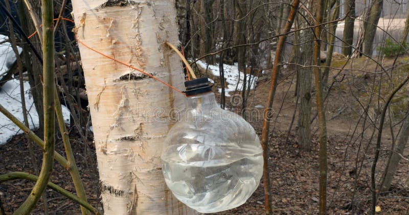 Healthy birch sap stock video. Video of harvesting, medicine - 145166593