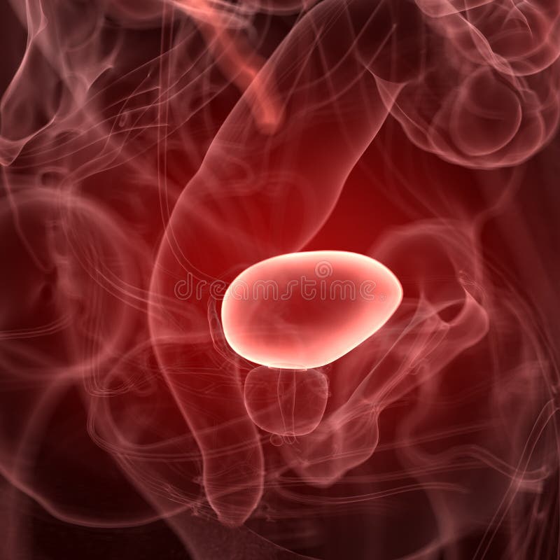 The healthy bladder stock illustration. Illustration of rendering ...