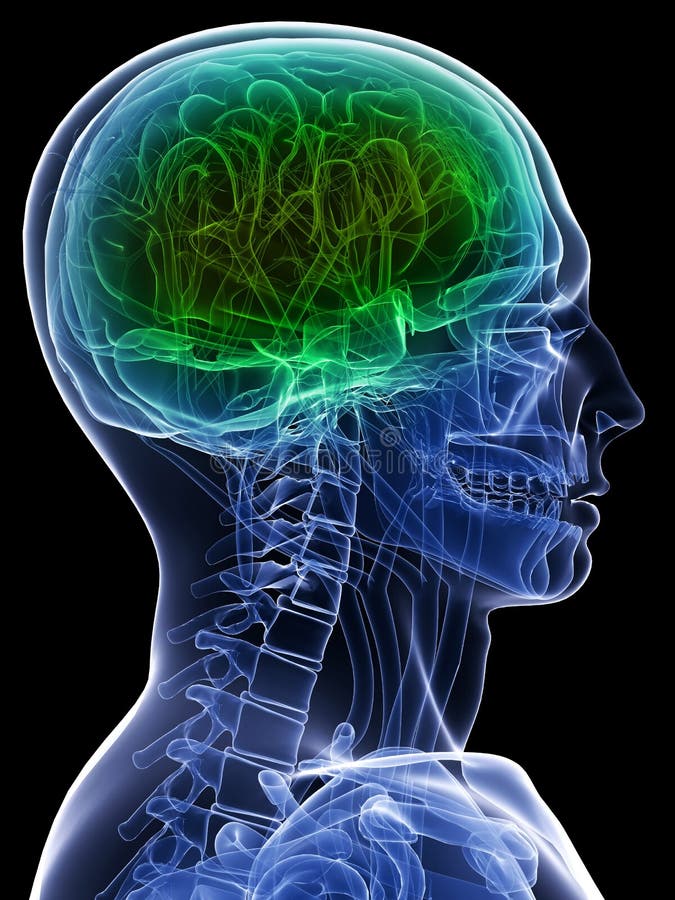 Healthy brain stock illustration. Illustration of intelligence - 12902479