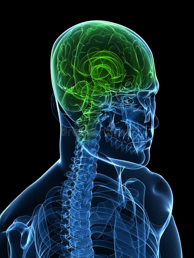 Green brain stock illustration. Illustration of model - 3195435
