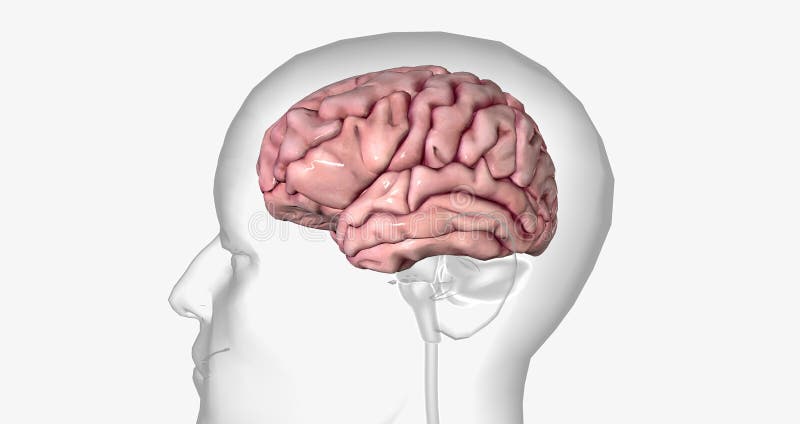 The Healthy Brain Volume 3D Stock Illustration - Illustration of ...