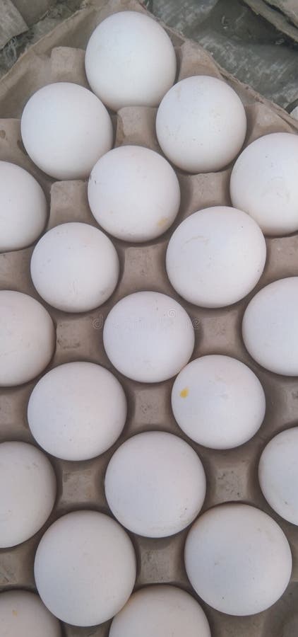 Healthy broiler Egg stock photo. Image of broiler, healthy - 301076012