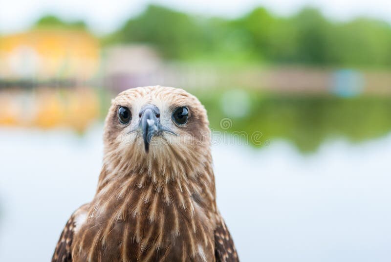 20,071 Brown Hawk Photos - Free & Royalty-Free Stock Photos from Dreamstime