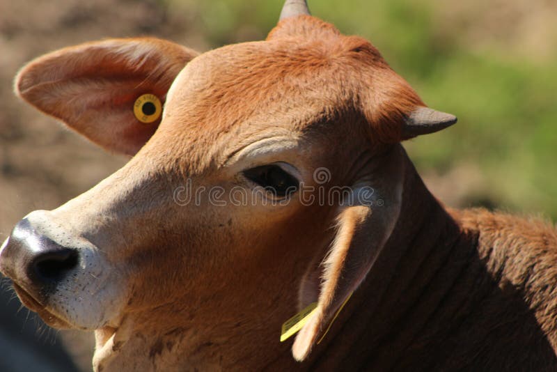 Healthy bull head stock photo. Image of bull, head, agriculture - 175751964