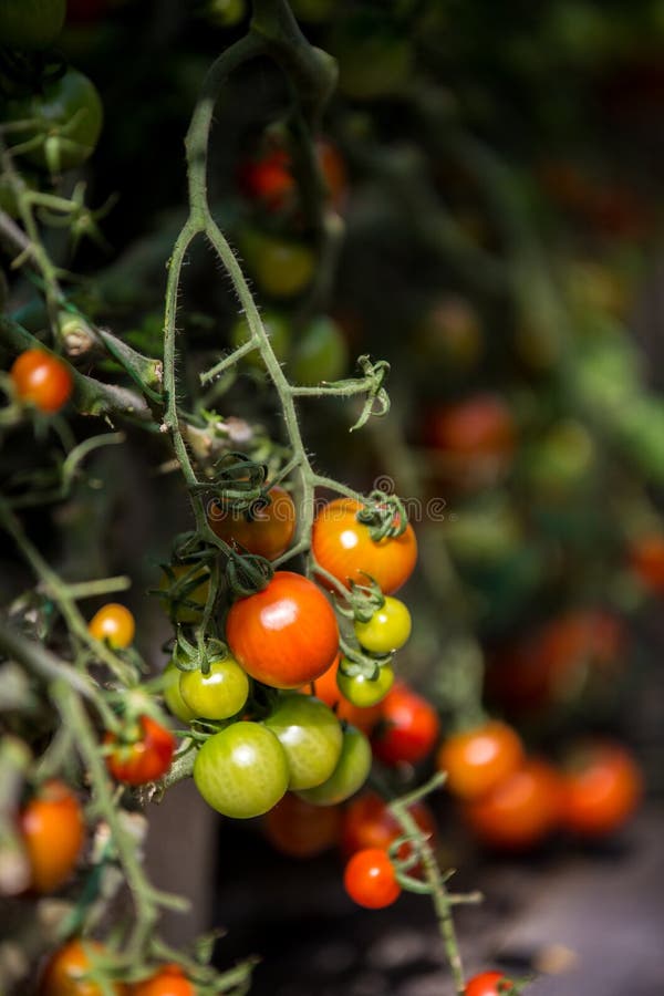Healthy Bunch of Tomato on Vines of Tomato Plant with Green and Red ...