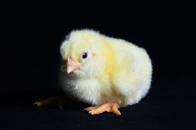 Healthy Chicken Black Background Stock Photo - Image of expected, cute ...