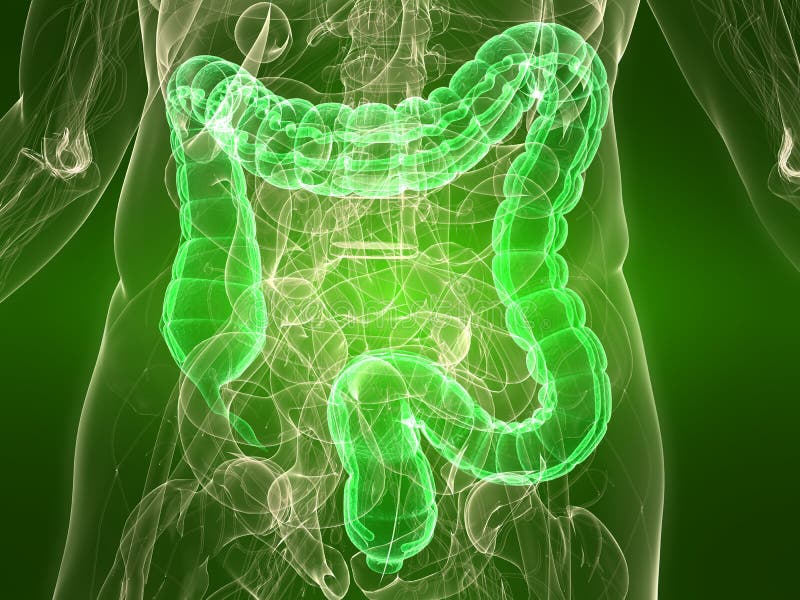Healthy colon stock illustration. Illustration of body - 12989370