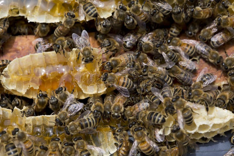 Colony of Honey Bees stock photo. Image of worker, feeding - 120425712