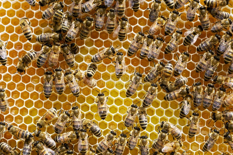 Colony of Honey Bees stock image. Image of busy, gold - 120426271