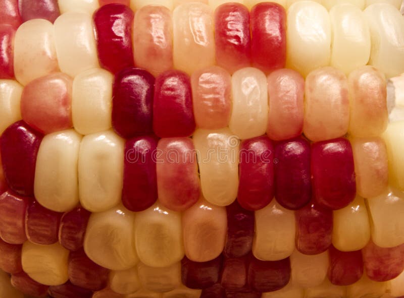 Healthy and Colorful Vegetable : Waxy Corns Stock Photo - Image of ...