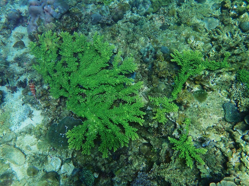 Healthy coral reefs stock image. Image of fish, ocean - 139342701