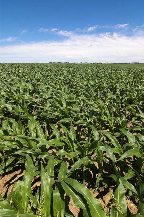 Corn Crop - Agriculture Concept - Work on the Farm Stock Photo - Image ...