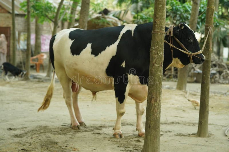 Healthy Cow Fat Cow Beautiful Cow Stock Photo - Image of sheep, horse ...