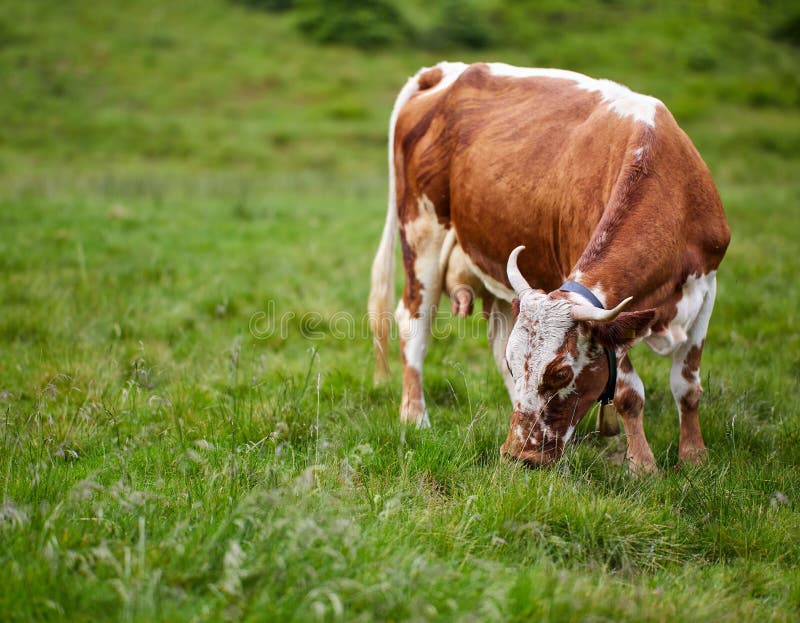Healthy cow in mountains stock photo. Image of mountains - 41072270