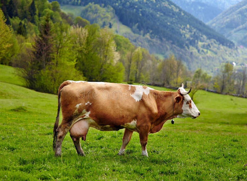 Healthy cow in mountains stock image. Image of austria - 133157437