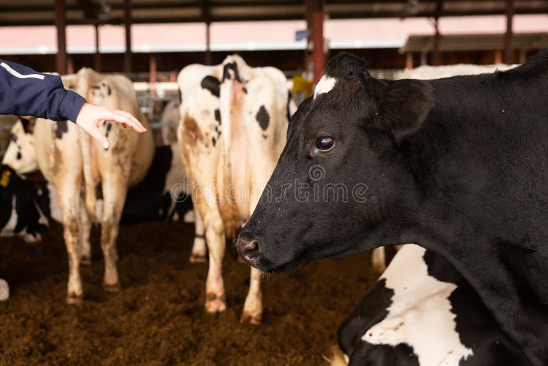 Healthy Cows Stand Indoor in Cowshed Stock Photo - Image of mammal ...