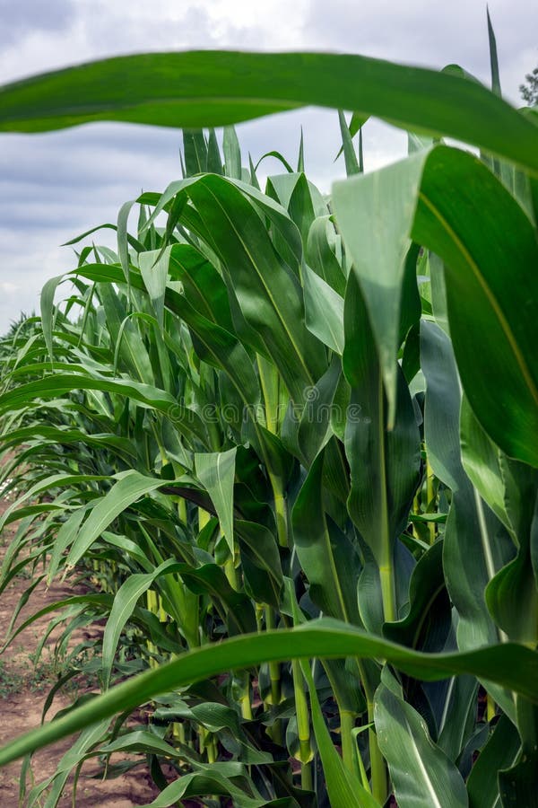 Healthy Crop of Corn in Rural Areas Stock Photo - Image of food, dirt ...