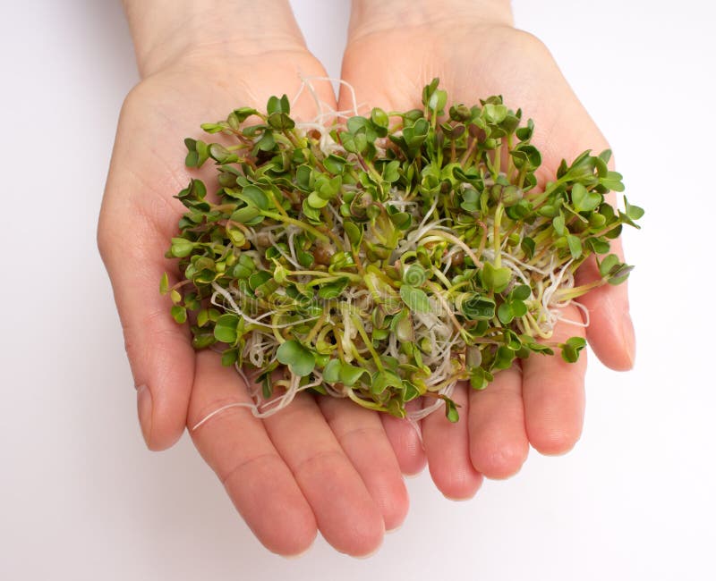 The Healthy Diet. Radish Sprouts Isolated on White Stock Image - Image ...