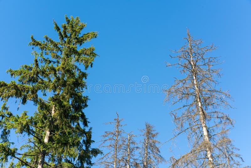 Healthy and Diseased Dried Tree Stock Photo - Image of closeup, mold ...