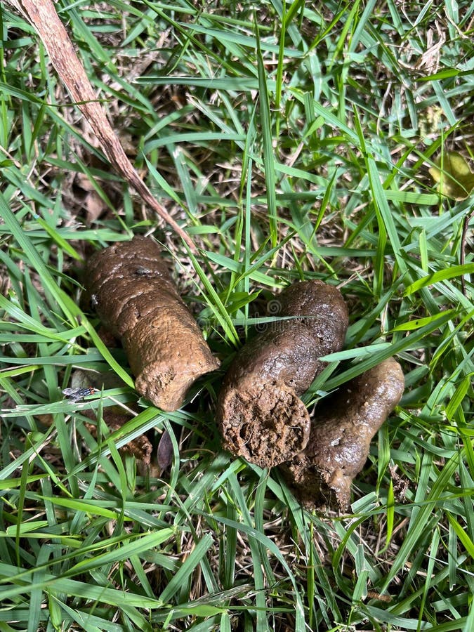 Healthy dog ??poop stock photo. Image of petplace, collect - 355305828