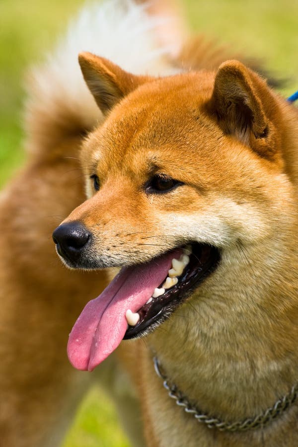 Healthy dog portrait stock image. Image of life, happy - 9587153