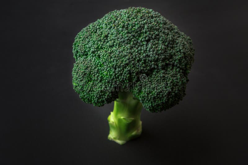 Fresh Green Broccoli Tree on Dark Background Stock Image - Image of ...