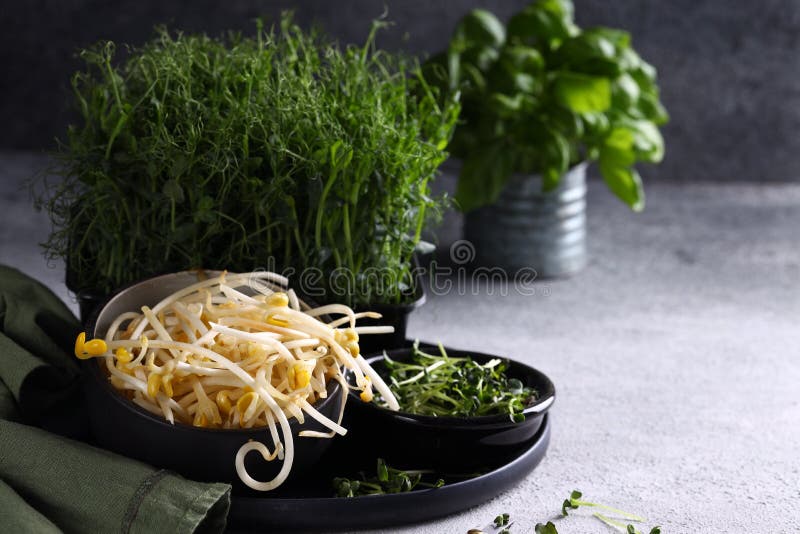 Sprouted beans microgreens stock image. Image of vegetable - 203307923