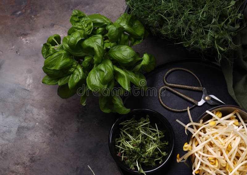 Sprouted beans microgreens stock photo. Image of fresh - 208374716