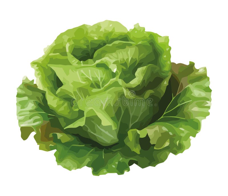 Healthy Eating Symbolized by Fresh Vegetable Lettuce Stock Vector ...