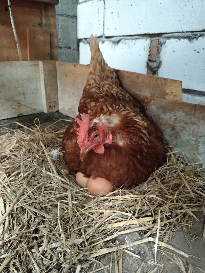 Healthy Egg and Happy Chicken Stock Photo - Image of mammal, happy ...