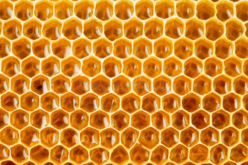 160+ Bee comb Free Stock Photos - StockFreeImages