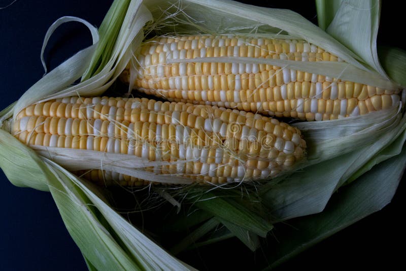 Healthy Food Concept, Fresh Organic Corn Stock Image - Image of ...