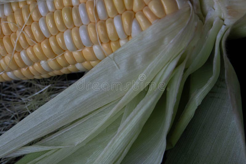 Healthy Food Concept, Fresh Organic Corn Stock Image - Image of diet ...