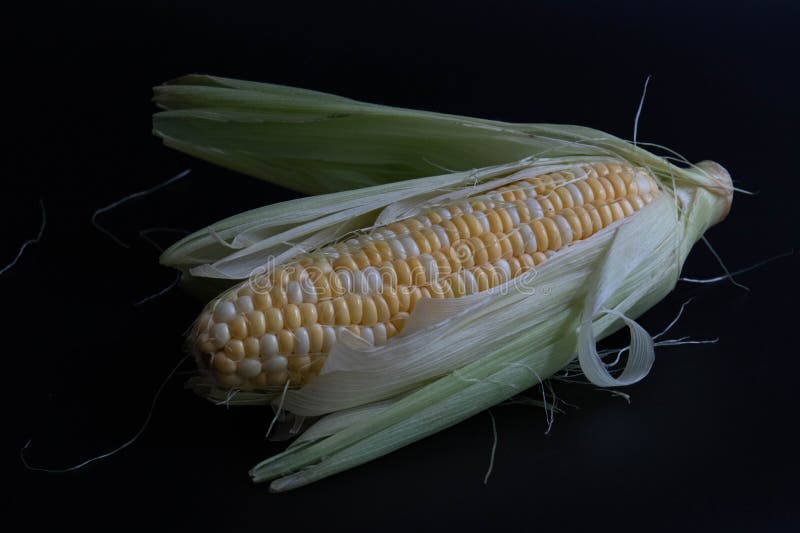 Healthy Food Concept, Fresh Organic Corn Stock Photo - Image of ...