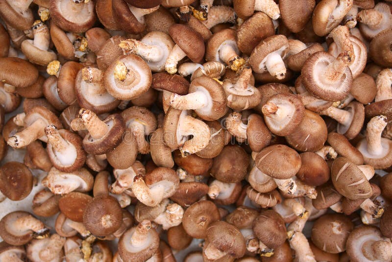 Healthy fresh mushroom stock photo. Image of champignon - 23822714