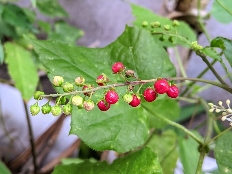 Healthy and Fresh Red Plant Seeds Stock Image - Image of fresh, seeds ...