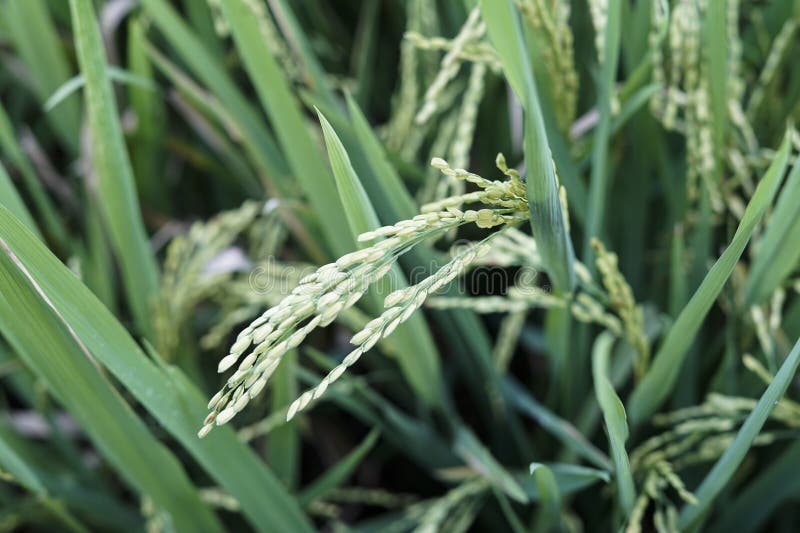 Healthy and Good Rice Growth Ready for Harvest Stock Image - Image of ...