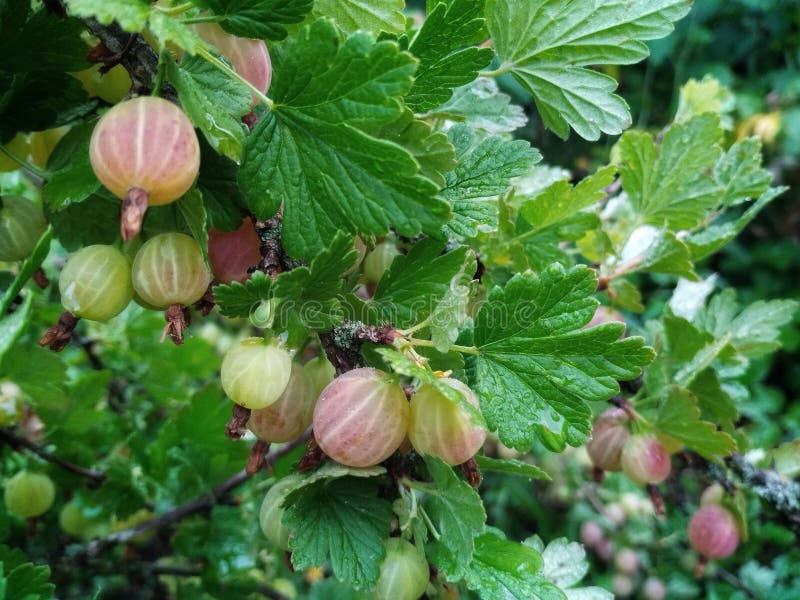 Gooseberry Bush Full of Berries Stock Image - Image of berry, berries ...