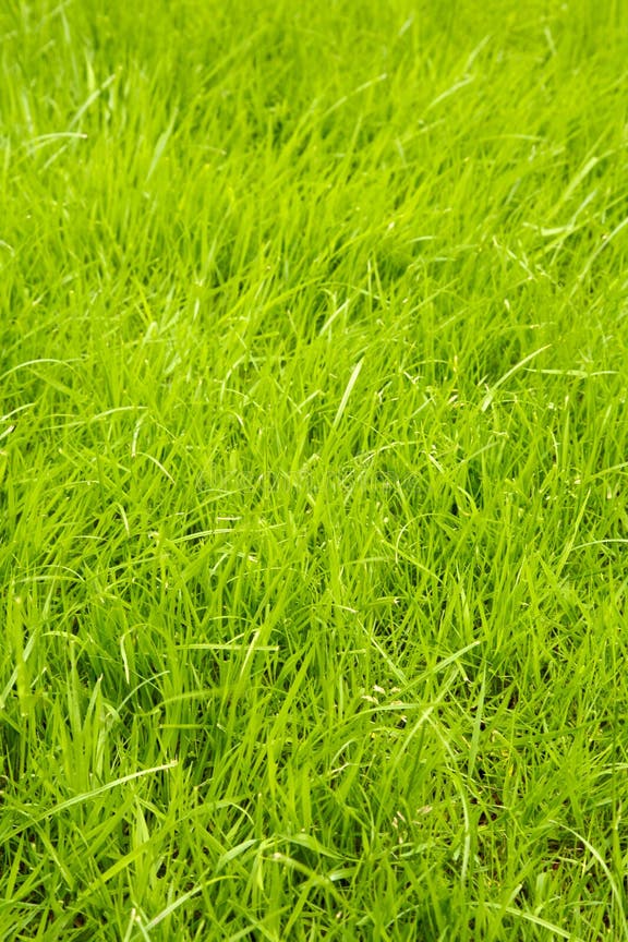 Healthy grass stock photo. Image of fertile, growing, garden - 1299444
